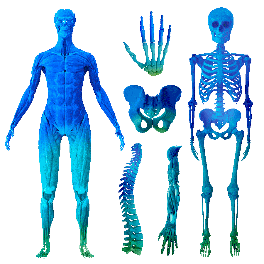 Cirujanos Expertos en Ortopedia y Traumatología