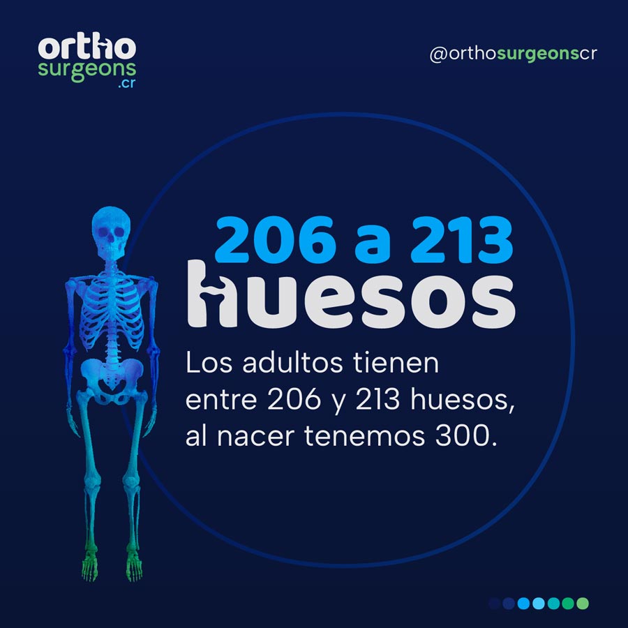 ¿Cuántos huesos tienen los humanos? | Orthosurgeons