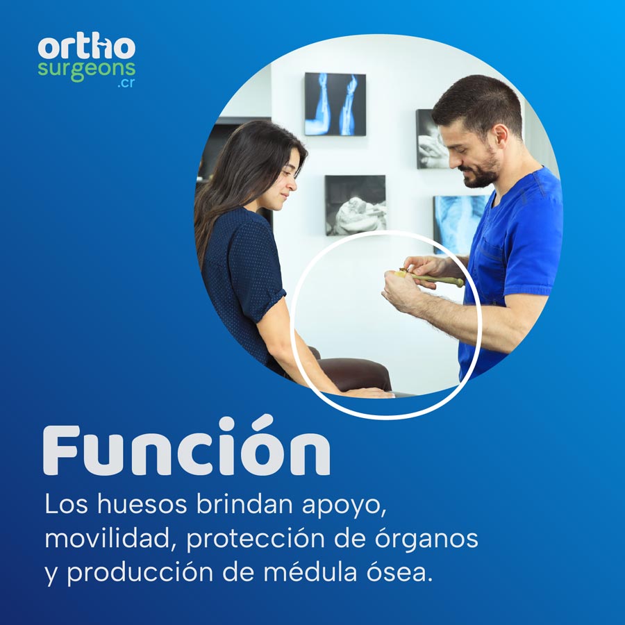 ¿Cuántos huesos tienen los humanos? | Orthosurgeons