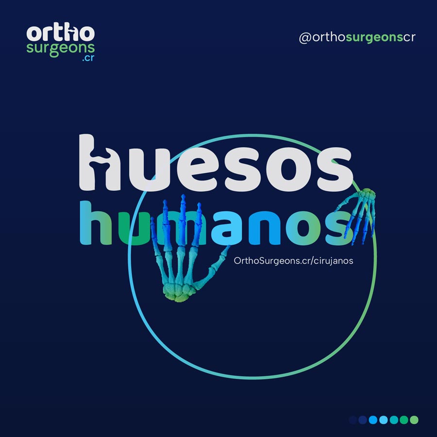 ¿Cuántos huesos tienen los humanos? | Orthosurgeons